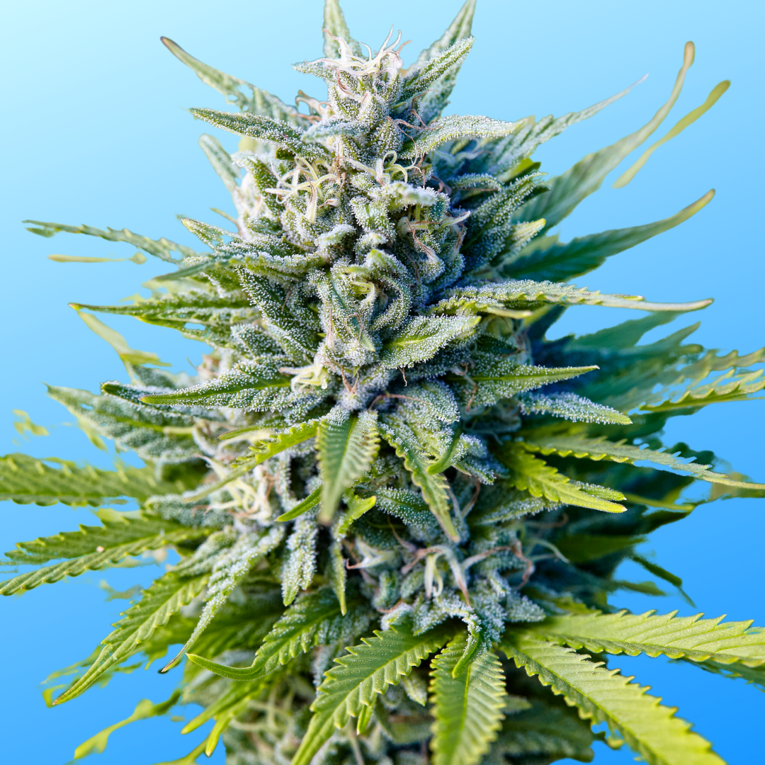 Shop Blue Dream Strain | Commencement Bay Cannabis