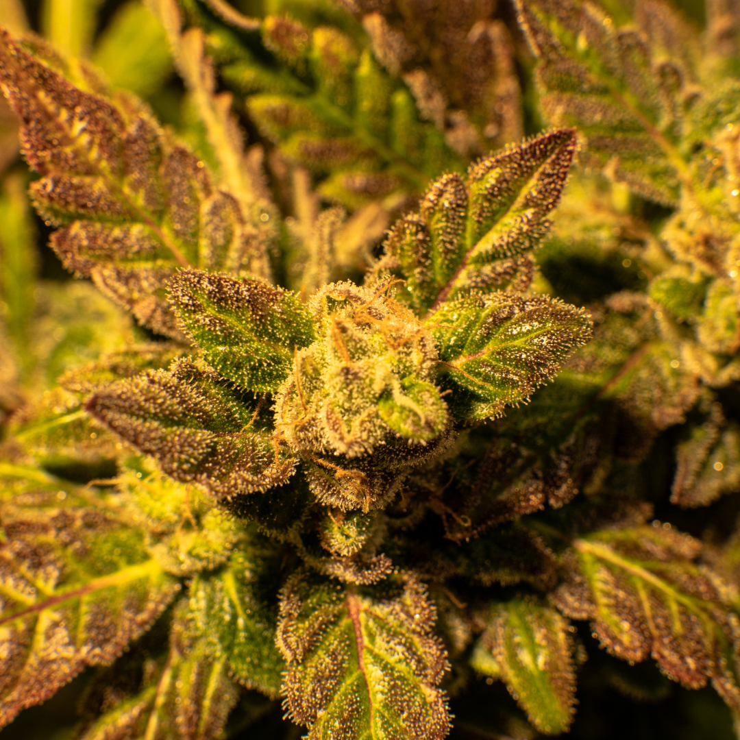 Sour Diesel Weed Strain Overview | COMMENCEMENT BAY CANNABIS